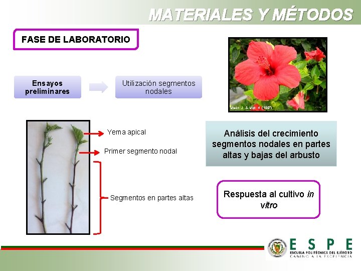 ESTABLECIMIENTO DE UN PROTOCOLO DE PROPAGACIN in vitro