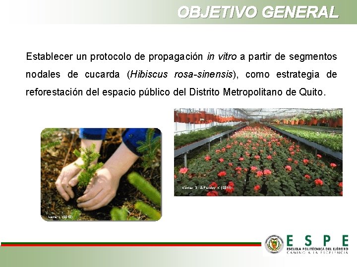 ESTABLECIMIENTO DE UN PROTOCOLO DE PROPAGACIN in vitro