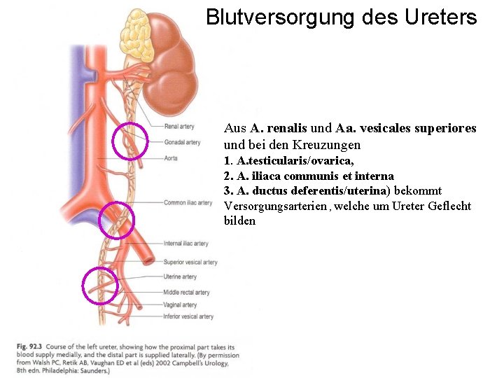 Anatomie der Niere Pelvis renalis Nierenkapsel Befestigung der