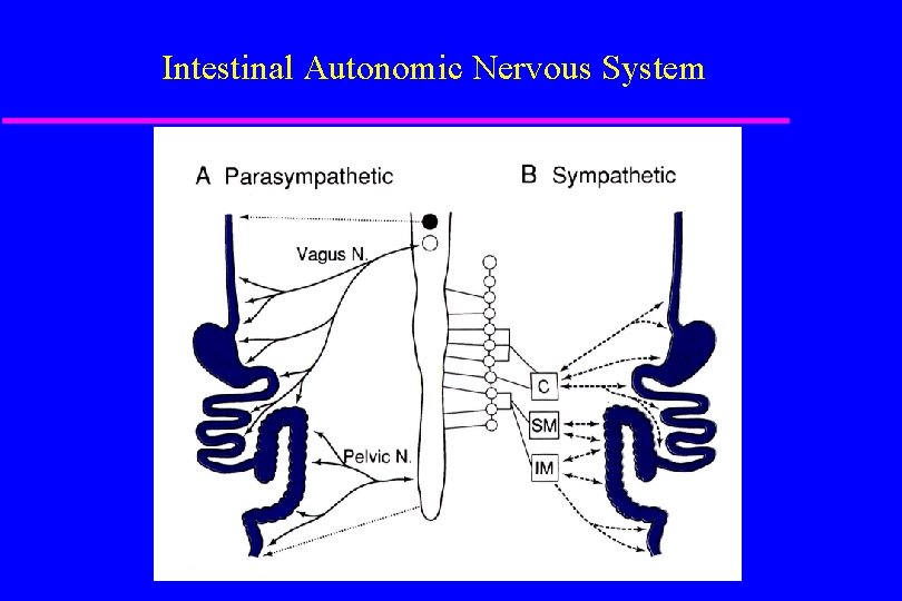 General Intestinal Histology Activities of the Gastrointestinal Tract