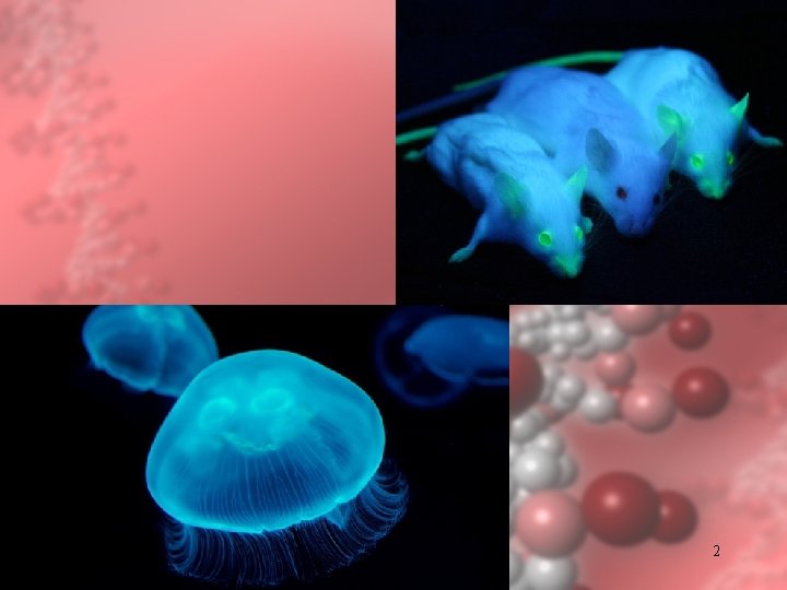 PROTEIN SYNTHESIS 1 2 The Central Dogma of