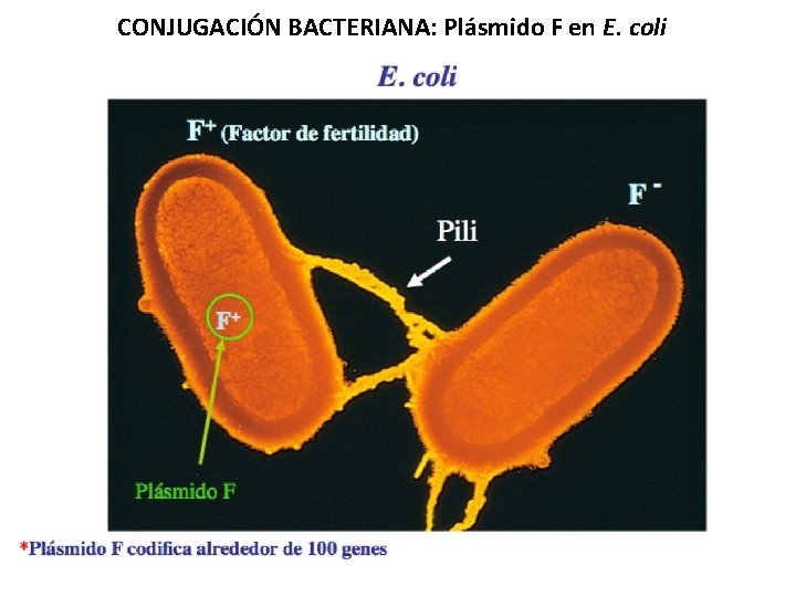 3 ESTRUCTURA PROPIEDADES Y FUNCIN DE LOS CIDOS