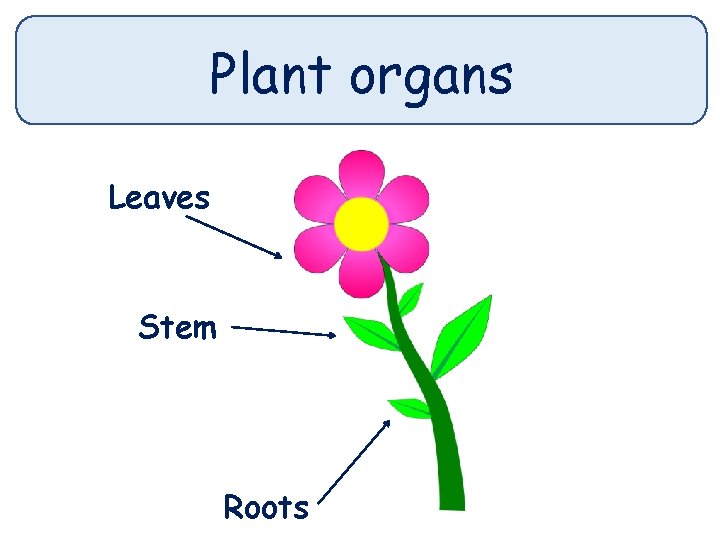 Plant Tissues Organs Do Now activity 1 Can
