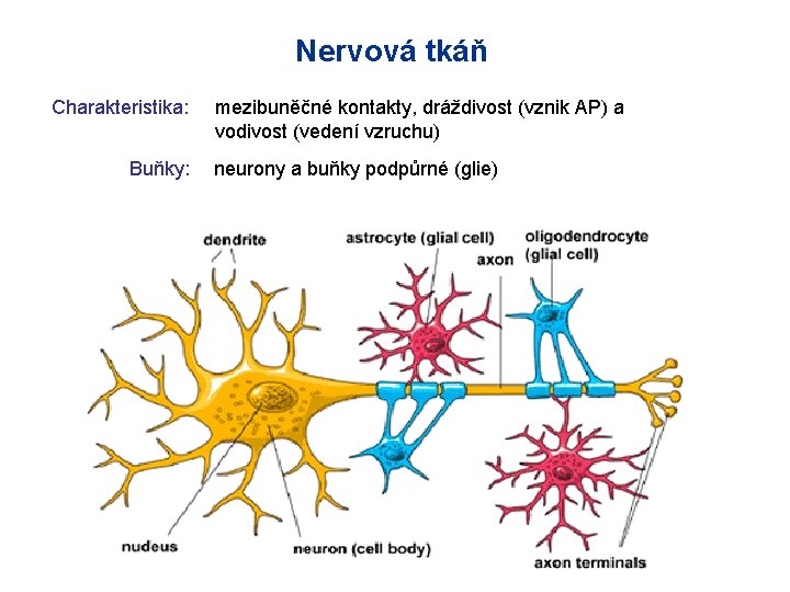 Nervov tk orgn tk buka 1 2 3