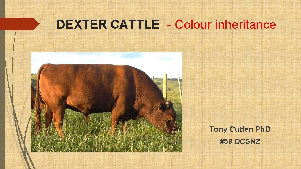 DEXTER CATTLE Colour inheritance Tony Cutten Ph D