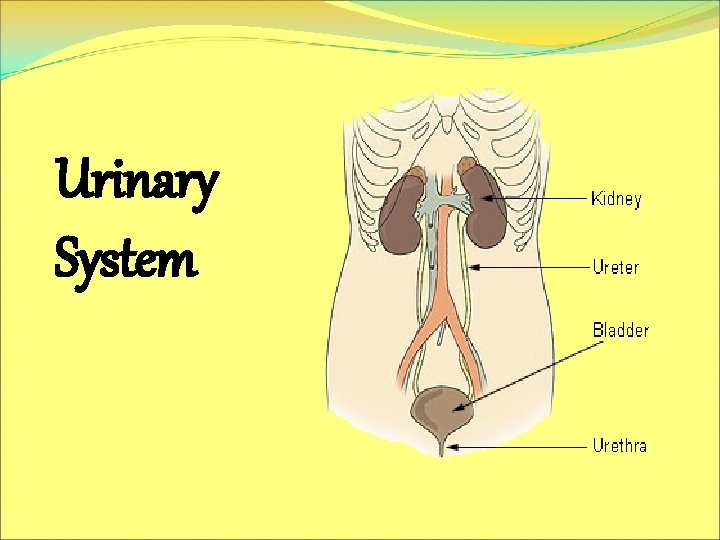 Urinary System While viewing this power point and