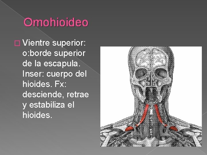 Tringulos del Cuello UCIMED Triangulo anterior y posterior