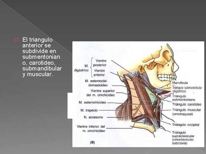 Tringulos del Cuello UCIMED Triangulo anterior y posterior