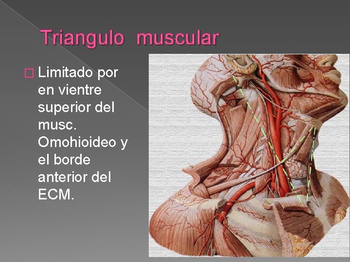 Tringulos del Cuello UCIMED Triangulo anterior y posterior