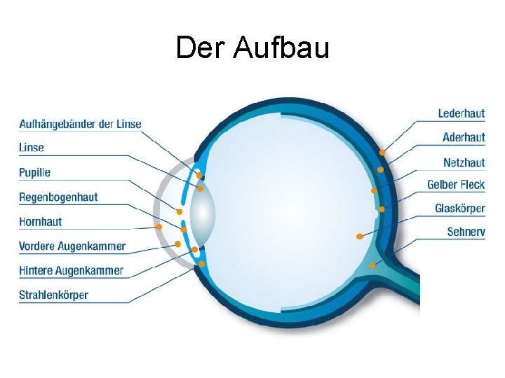 Das Auge Aufbau Stbchen Zapfen Farbblindheit Farbfehlsichtigkeit Der