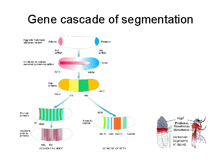 Analyzing the functiontopology relationship in the drosophila segment