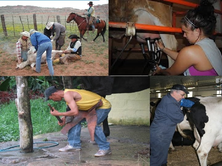 Identifying Career Opportunities in the Animal Science Industry