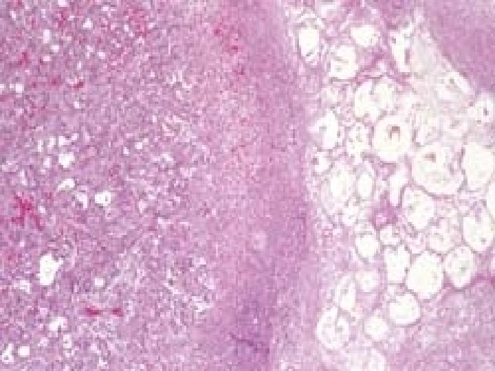 Integrated Pathology Practical 3 12 2015 Normal anatomy