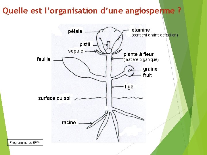 La vie fixe chez les angiospermes Un exemple