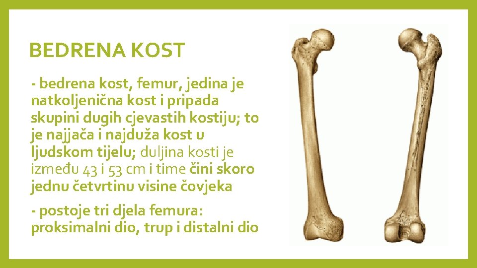 16 KOSTUR DONJEG EKSTREMITETA Medicinska kola u Rijeci