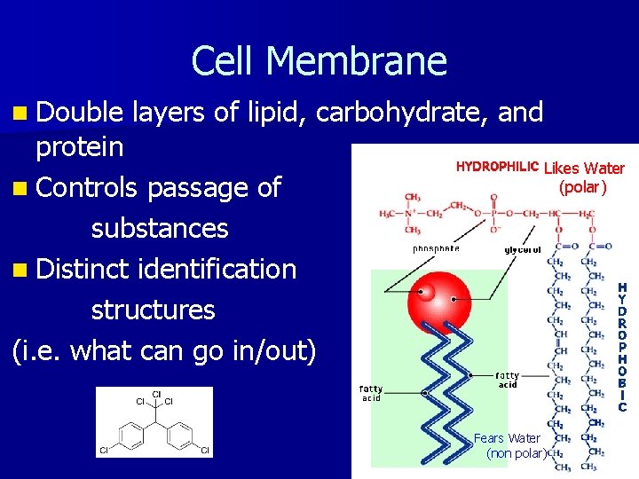 Chapter 3 The Human Body a Nutrition perspective