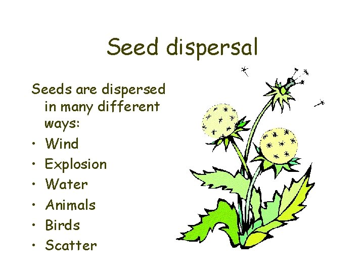 Reproduction in Flowering Plants The Parts of a