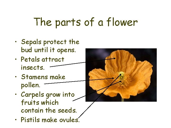 Reproduction in Flowering Plants The Parts of a
