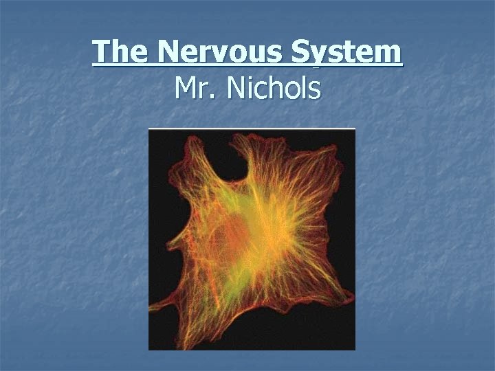 The Nervous System Mr Nichols Cartoons of the