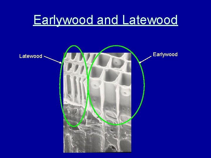 Softwood anatomy Longitudinal tracheids Earlywood and Latewood Earlywood