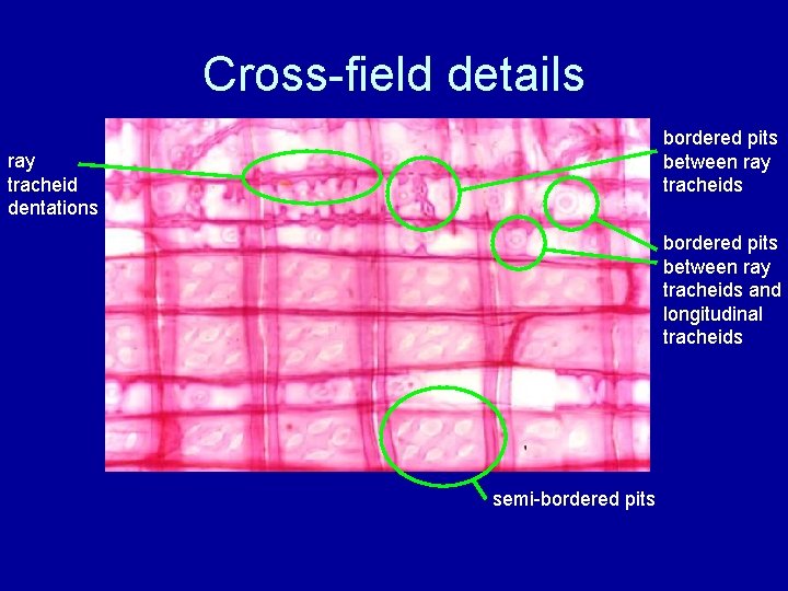 Softwood anatomy Longitudinal tracheids Earlywood and Latewood Earlywood