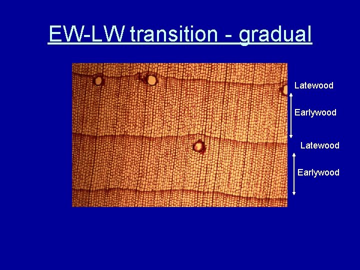 Softwood anatomy Longitudinal tracheids Earlywood and Latewood Earlywood
