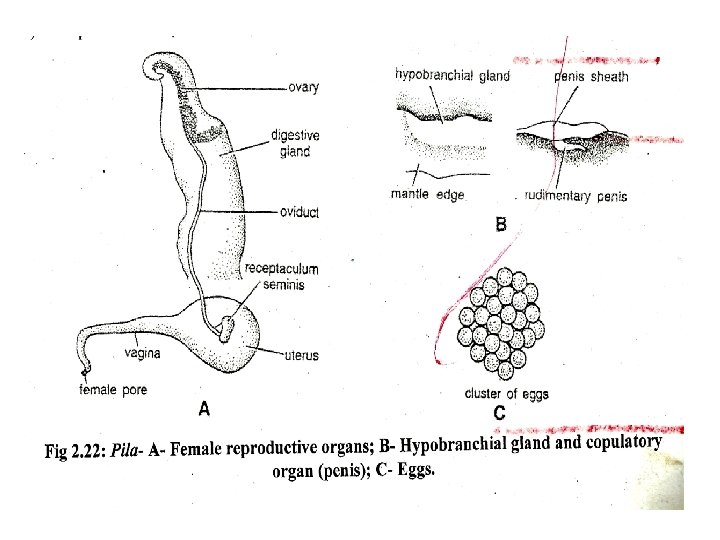 FEMALE REPORODUCTIVE SYSTEM OF PILA The female reproductive