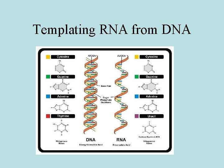 Comparison of DNA and RNA structures RNA DNA