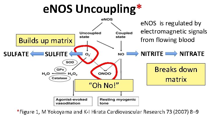 The Many Roles of Sulfate in the Body