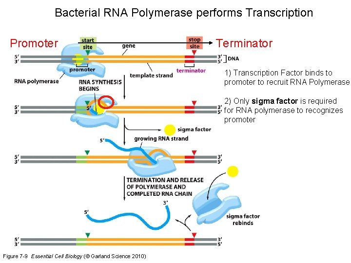 General Biology 1 BIO 1101 Syllabus Textbook http
