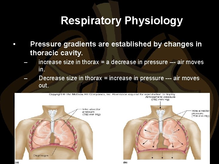 The Anatomy and Physiology of the Respiratory System