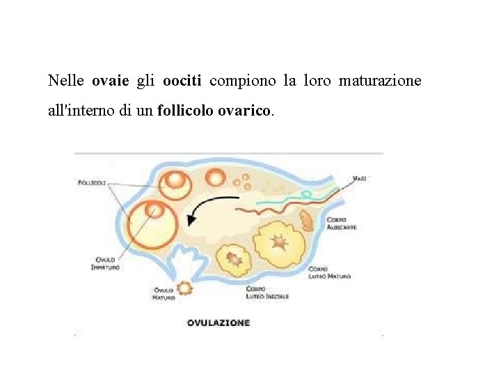 Regolazione ormonale a retroazione feedback S Beninati Feedback