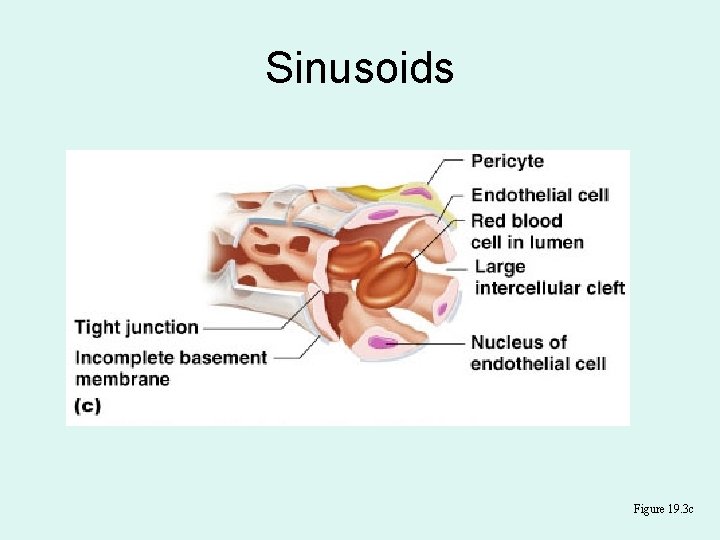 Exercise 32 33 A Blood pressure blood vessels