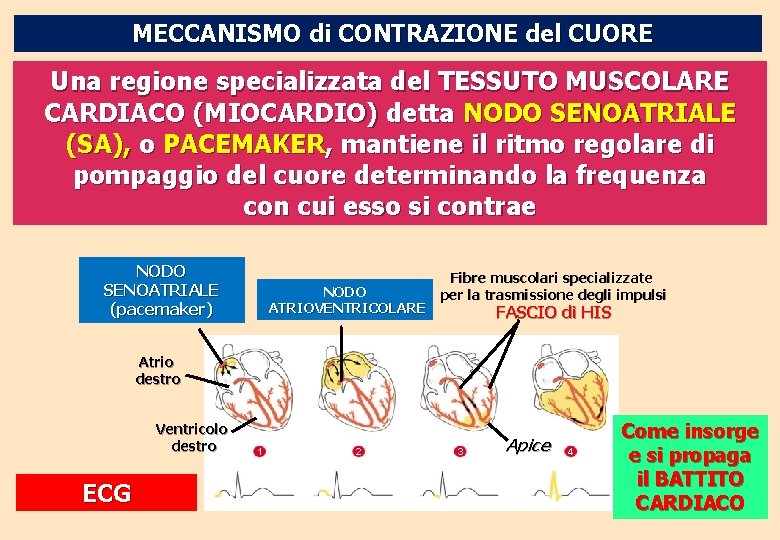 BIOLOGIA Il corpo umano LEZIONE N 9 slide