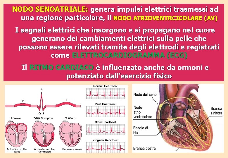 BIOLOGIA Il corpo umano LEZIONE N 9 slide