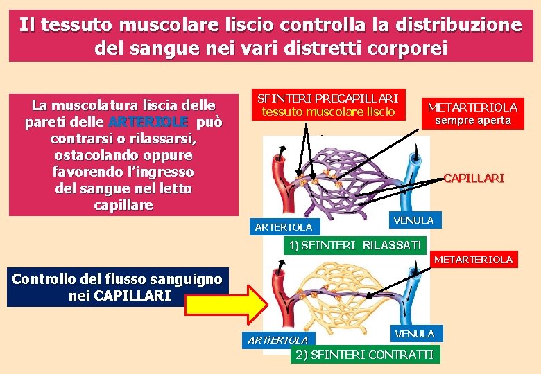 BIOLOGIA Il corpo umano LEZIONE N 9 slide