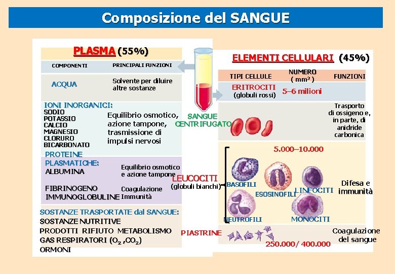 BIOLOGIA Il corpo umano LEZIONE N 9 slide