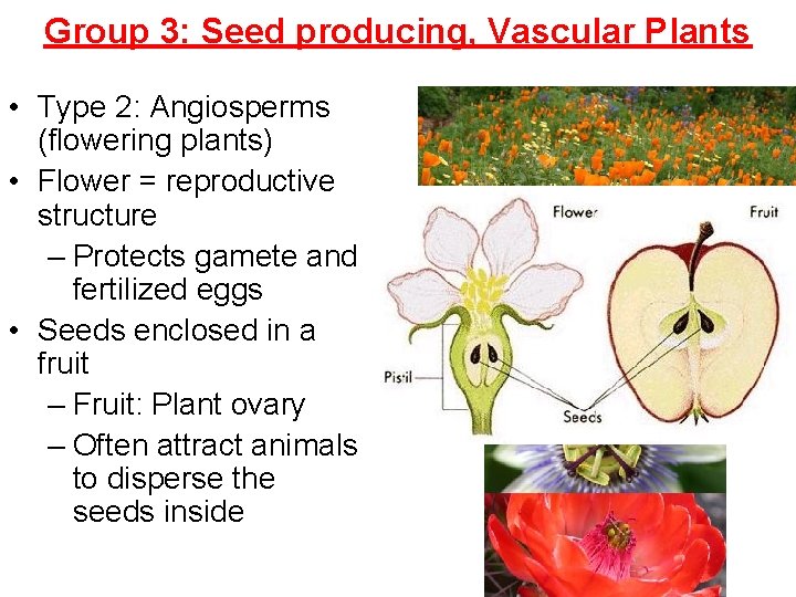 Plant Classification Group 1 Seedless Nonvascular Plants Live