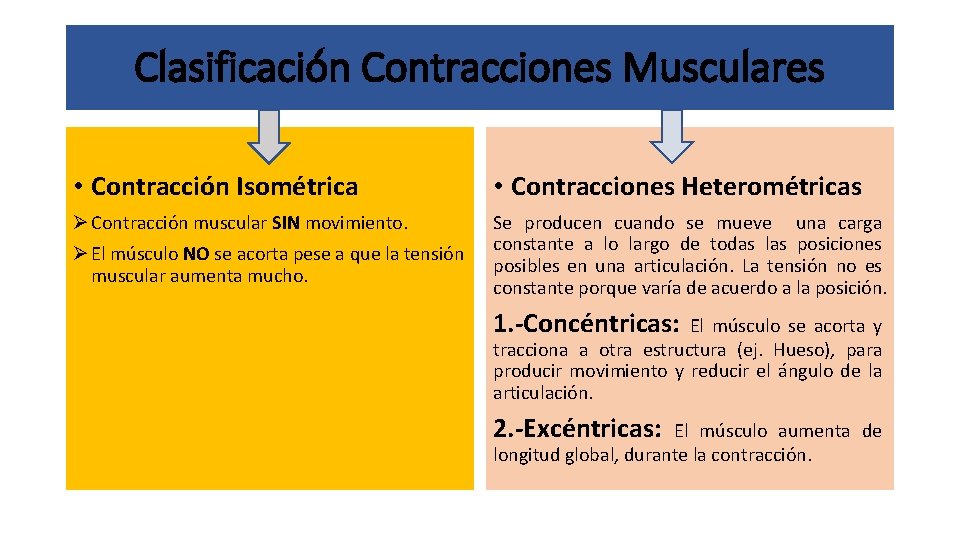 Qu es una Contraccin Muscular Es un proceso