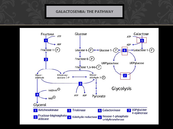 NBS for Galactosemia by LCMSMS Hilde Laeremans Ph