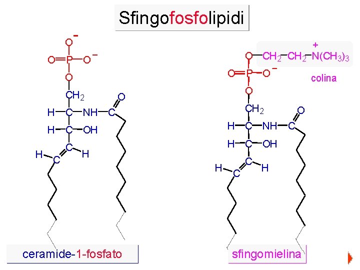 Lipidi lipidi polari lipidi neutri steroli fosfolipidi monogliceridi