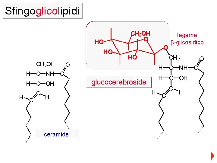 Lipidi lipidi polari lipidi neutri steroli fosfolipidi monogliceridi