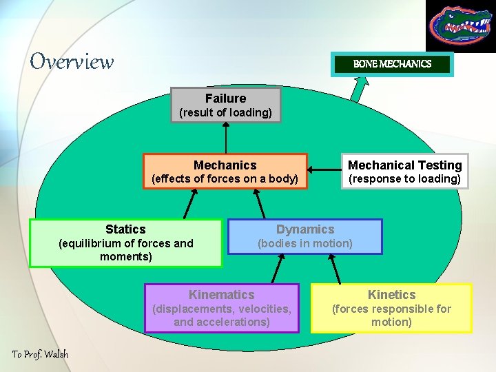 Bone Group Presentation 22306 Bone Biomechanics Relating Mechanics