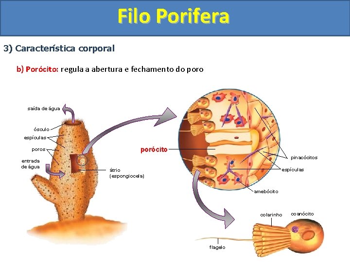 Filo Porifera Aula Programada Biologia Tema Filo Porifera