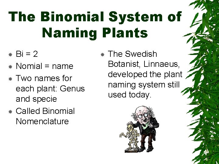 Plant Taxonomy How Plants Are Named And the