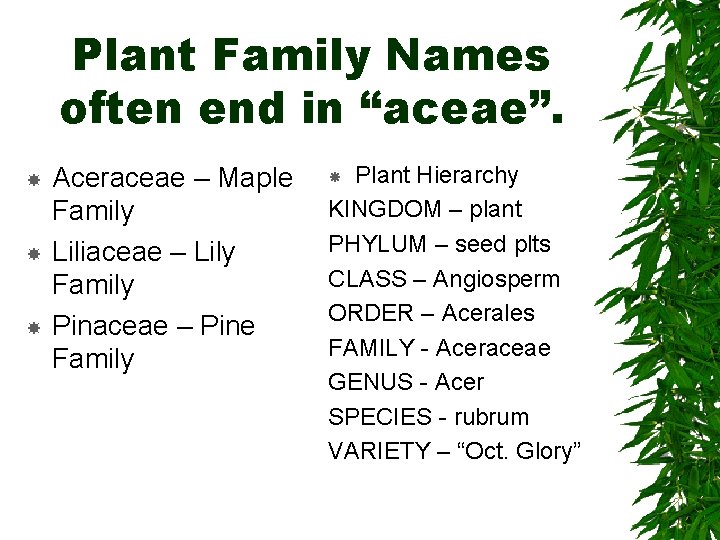 Plant Taxonomy How Plants Are Named And the