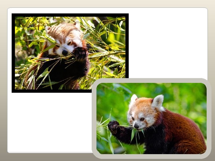 Le panda roux Sommaire 1 Description 2 Habitat