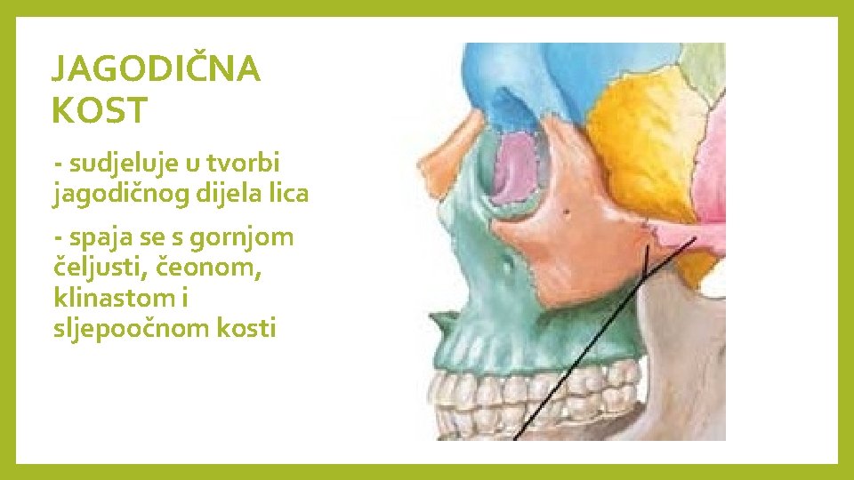 11 KOSTI VISCEROKRANIJA DETALJI MORFOLOGIJE I TOPOGRAFIJA Medicinska