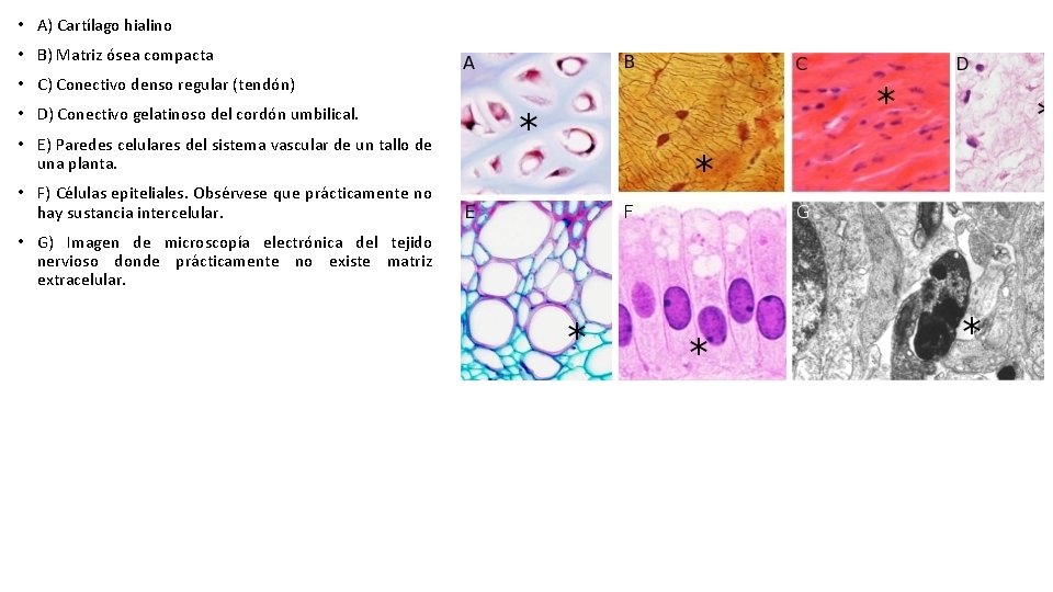 Matriz extracelular En el viaje por la clula