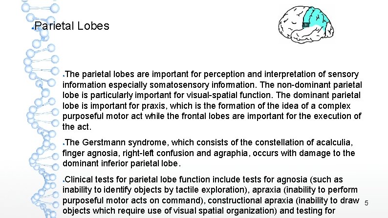 Examination of higher cerebral functions DR ABDULKADER DAIF